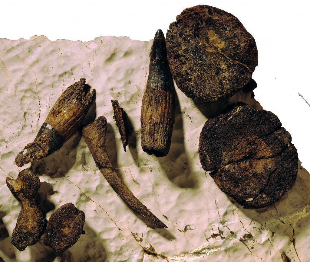 Fossilien 5/2023 - Fossilien